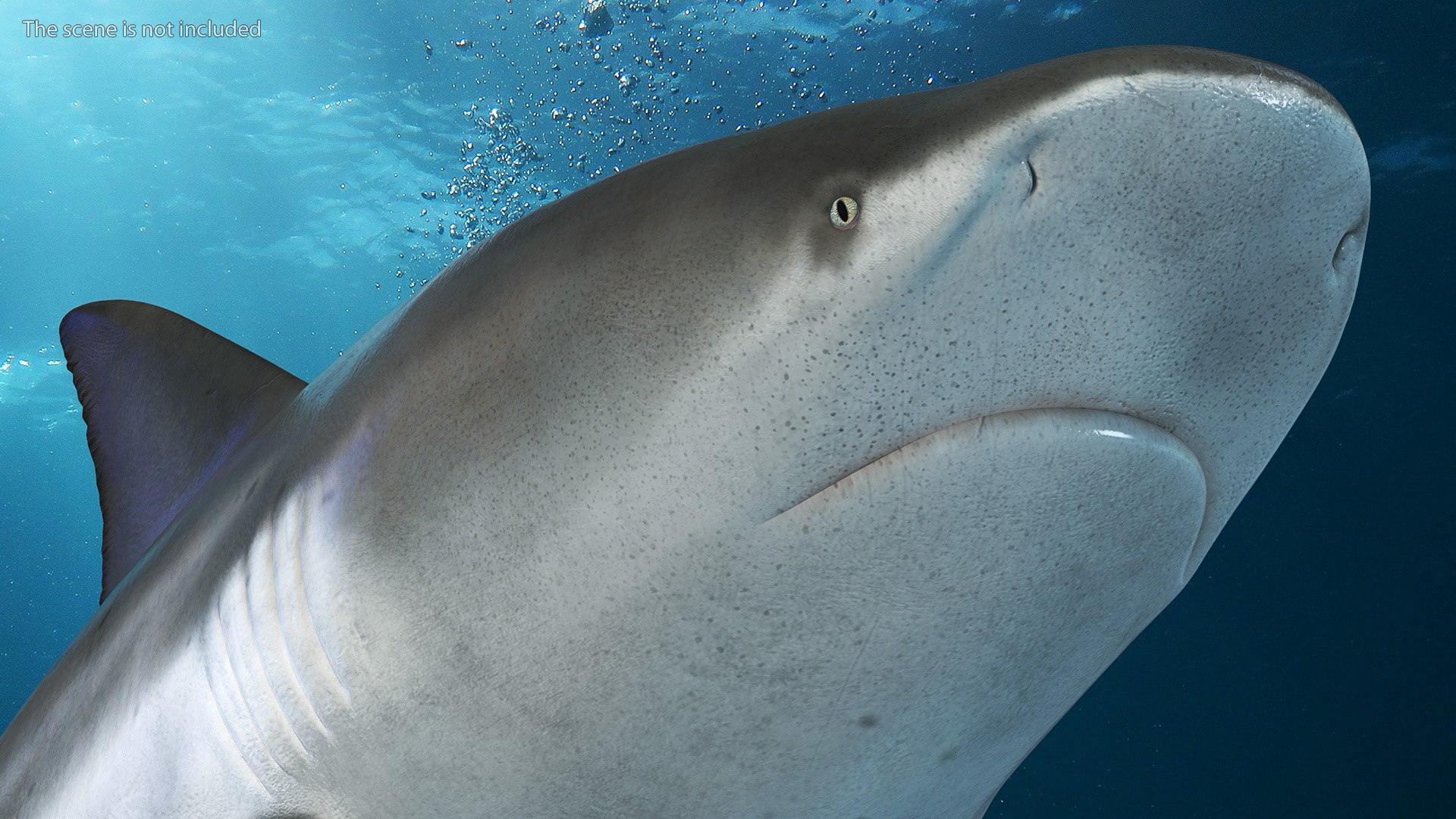 3D Model Realistic Bull Shark Rigged - TurboSquid 2265137