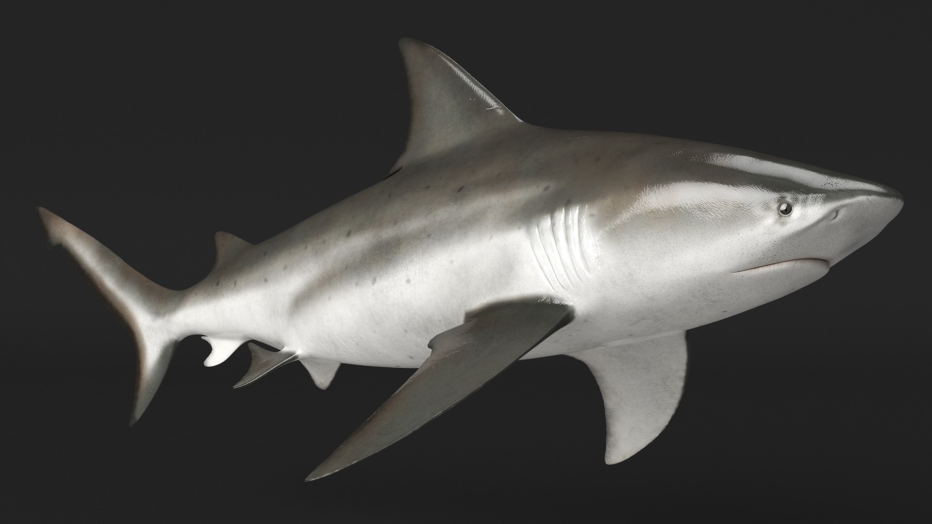3D Model Realistic Bull Shark Rigged - TurboSquid 2265137