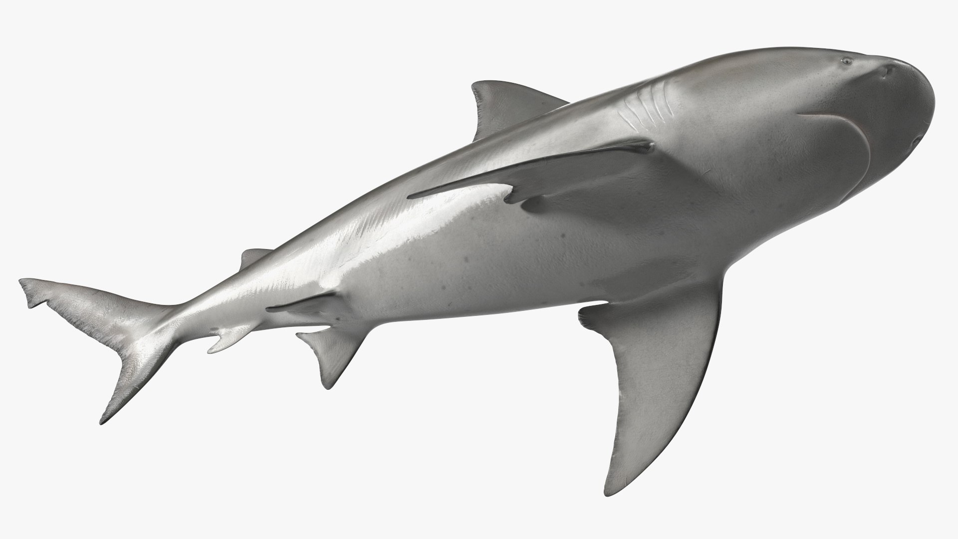 3D Model Realistic Bull Shark Rigged - TurboSquid 2265137