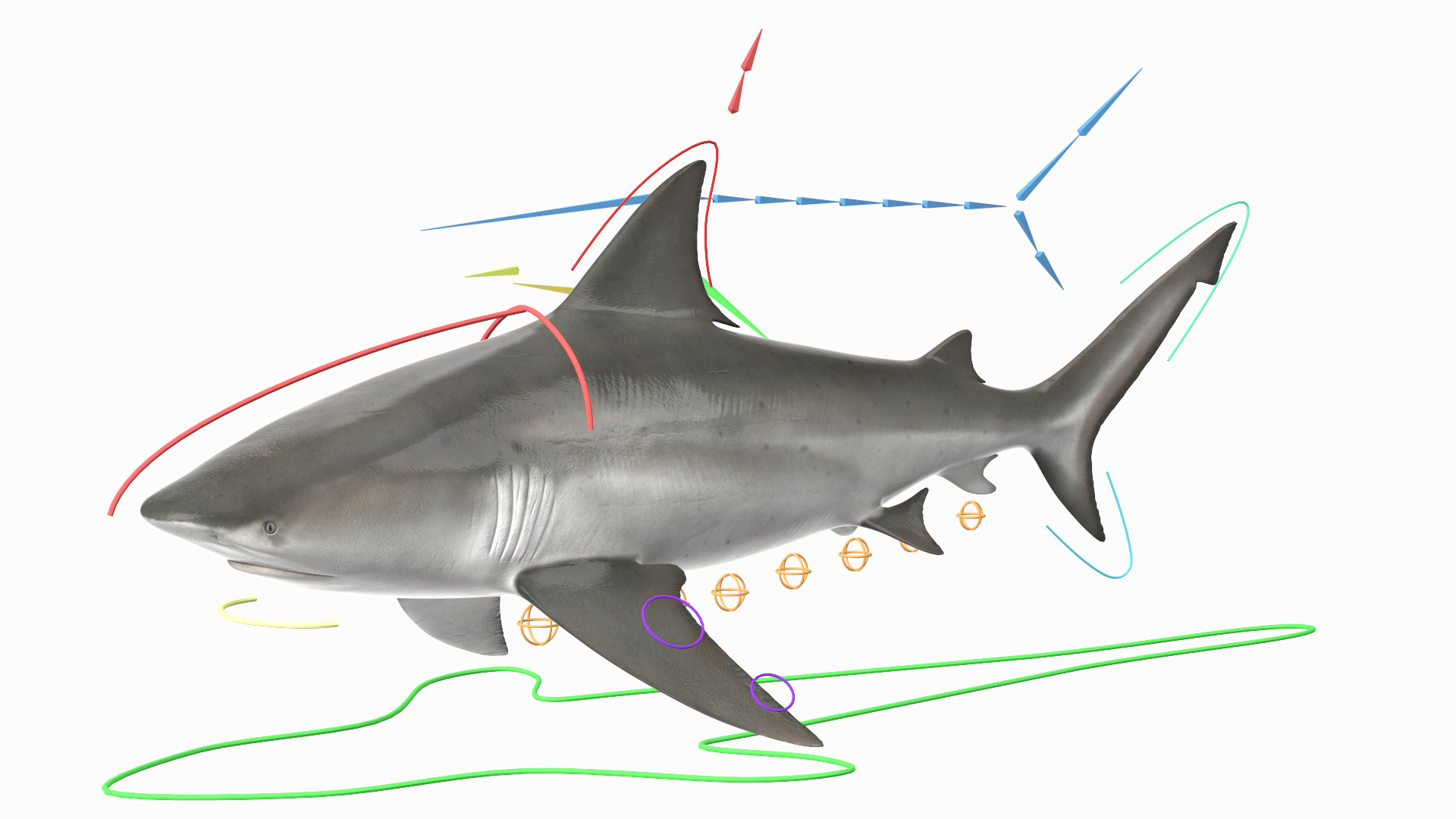 3D Model Realistic Bull Shark Rigged - TurboSquid 2265137