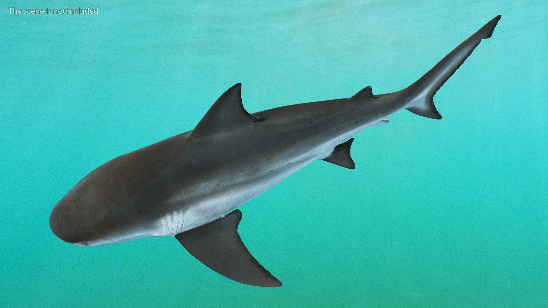 3D Model Realistic Bull Shark Rigged - TurboSquid 2265137
