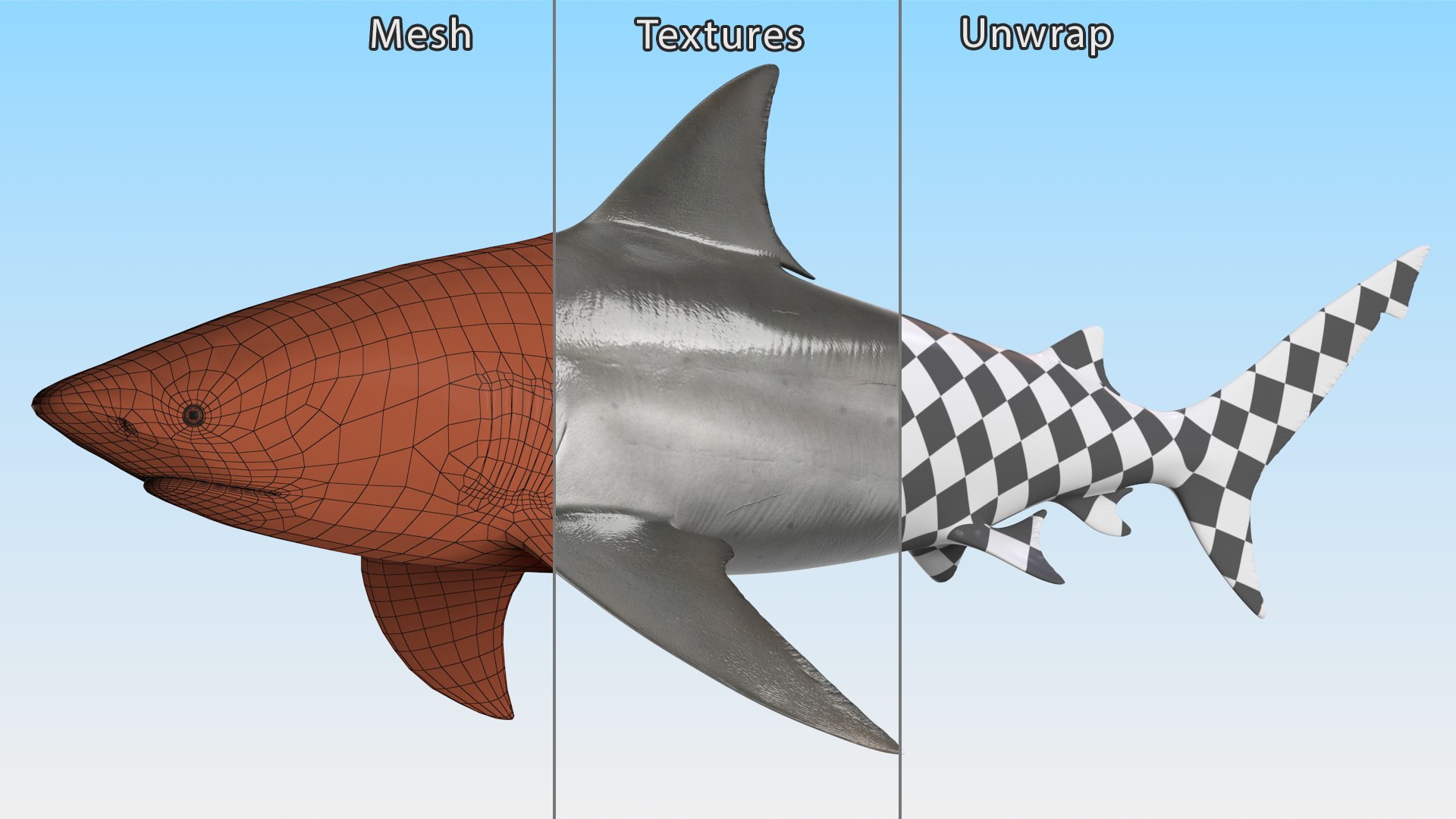 3D Model Realistic Bull Shark Rigged - TurboSquid 2265137