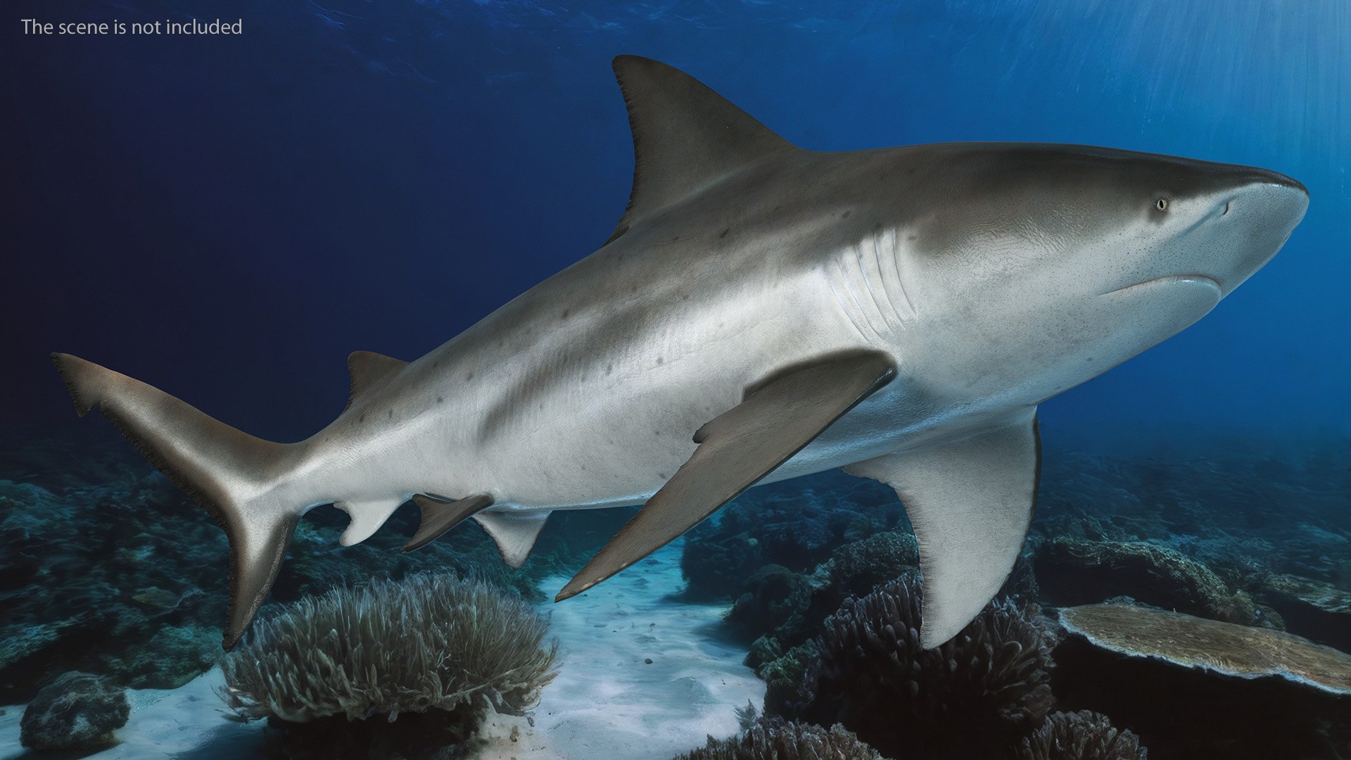 3D Model Realistic Bull Shark Rigged - TurboSquid 2265137