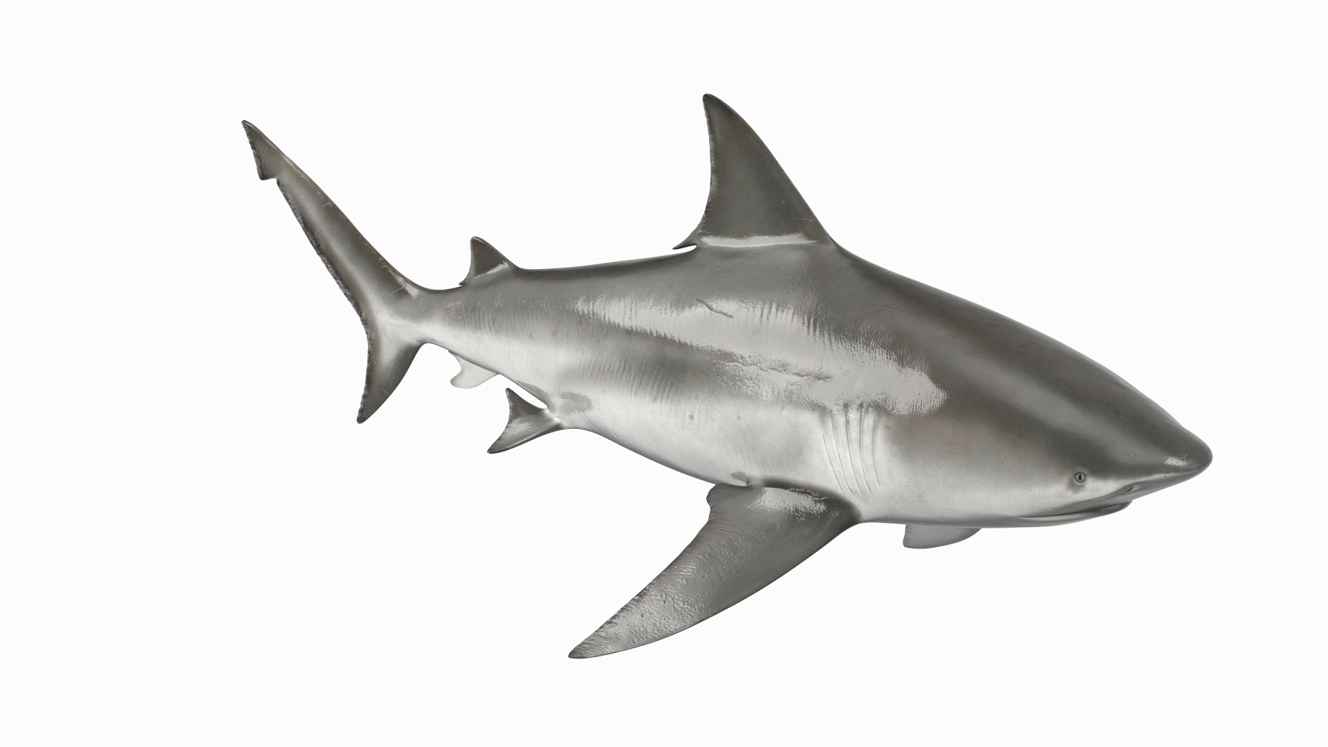 3D Model Realistic Bull Shark Rigged - TurboSquid 2265137