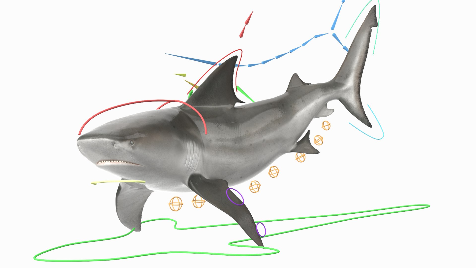 3D Model Realistic Bull Shark Rigged - TurboSquid 2265137