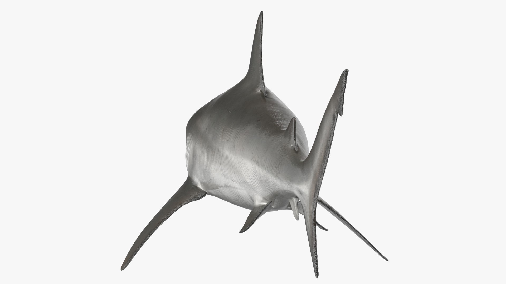 3D Model Realistic Bull Shark Rigged - TurboSquid 2265137