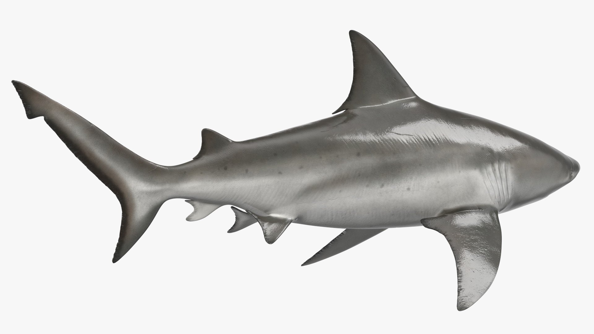 3D Model Realistic Bull Shark Rigged - TurboSquid 2265137