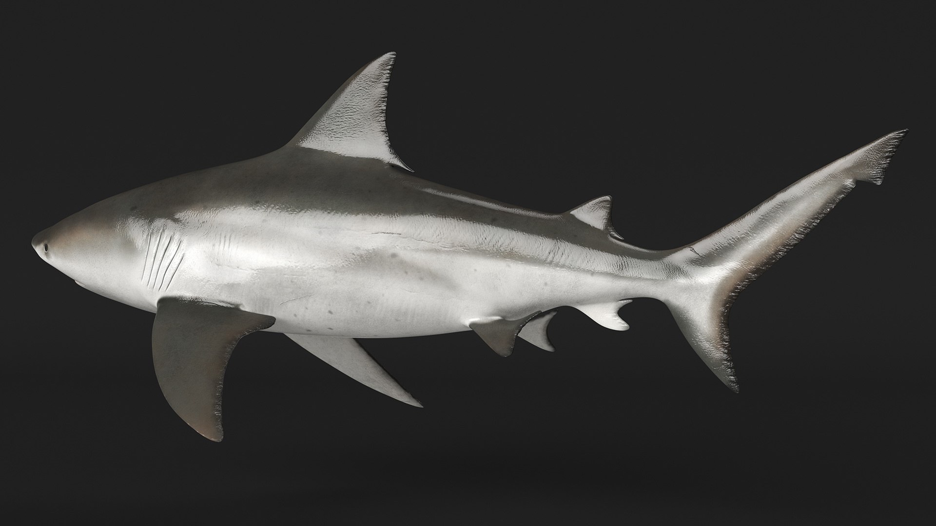 3D Model Realistic Bull Shark Rigged - TurboSquid 2265137