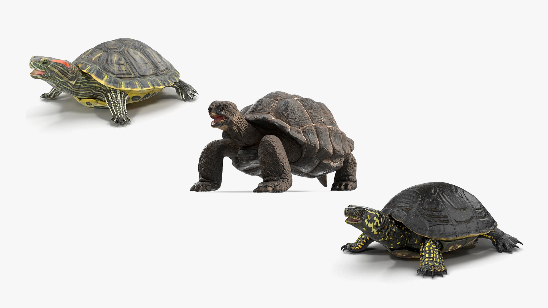 Rigged Turtles Collection 4 3D Model - TurboSquid 2127096