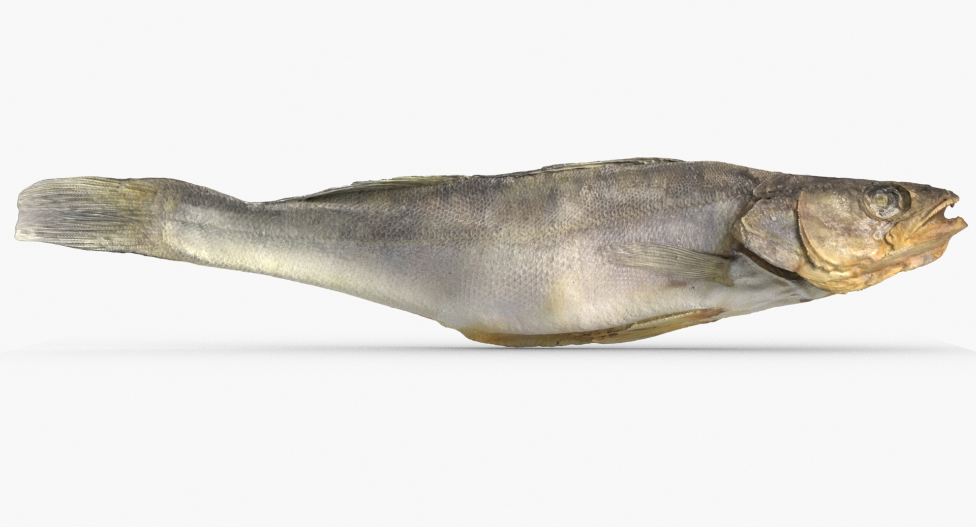3D Dry Fish - TurboSquid 1170010