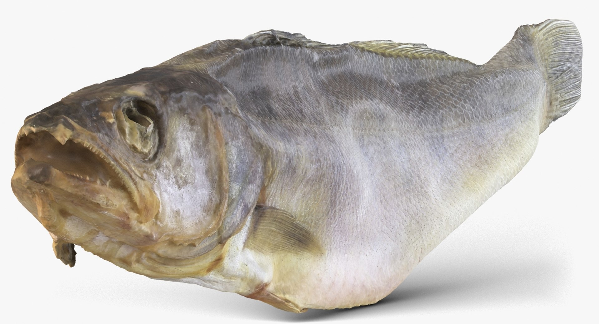 3D Dry Fish - TurboSquid 1170010