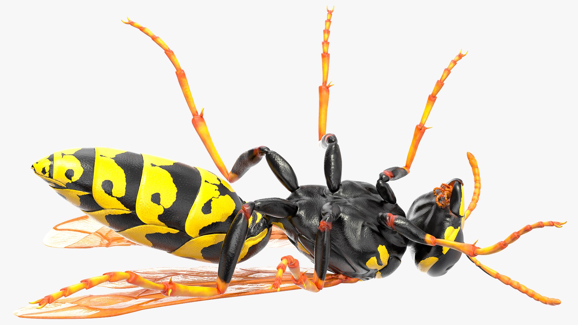 3D Paper Wasp Standing Pose - TurboSquid 1629204