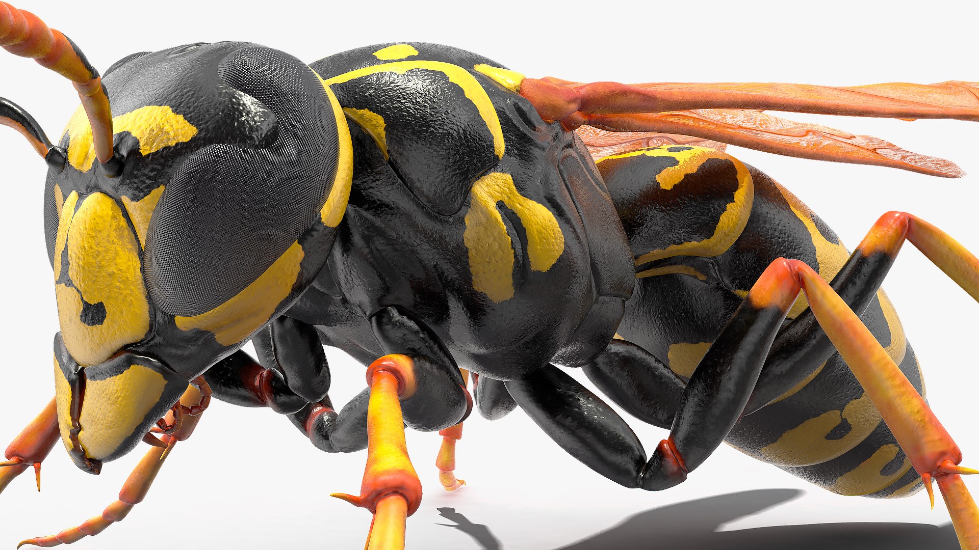 3D Paper Wasp Standing Pose - TurboSquid 1629204