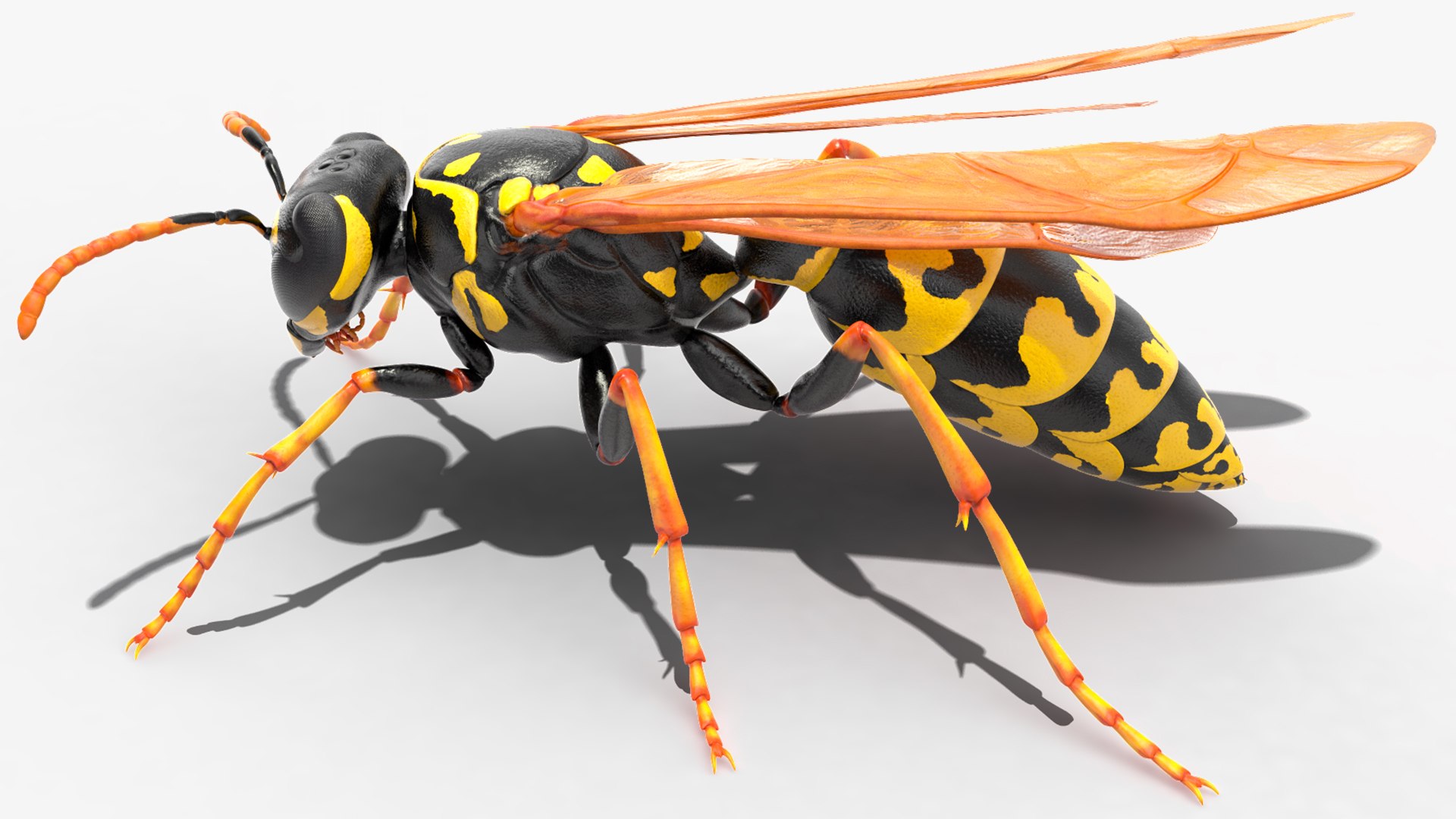 3D Paper Wasp Standing Pose - TurboSquid 1629204
