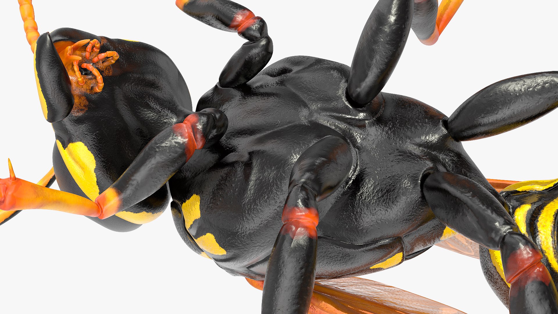 3D Paper Wasp Standing Pose - TurboSquid 1629204