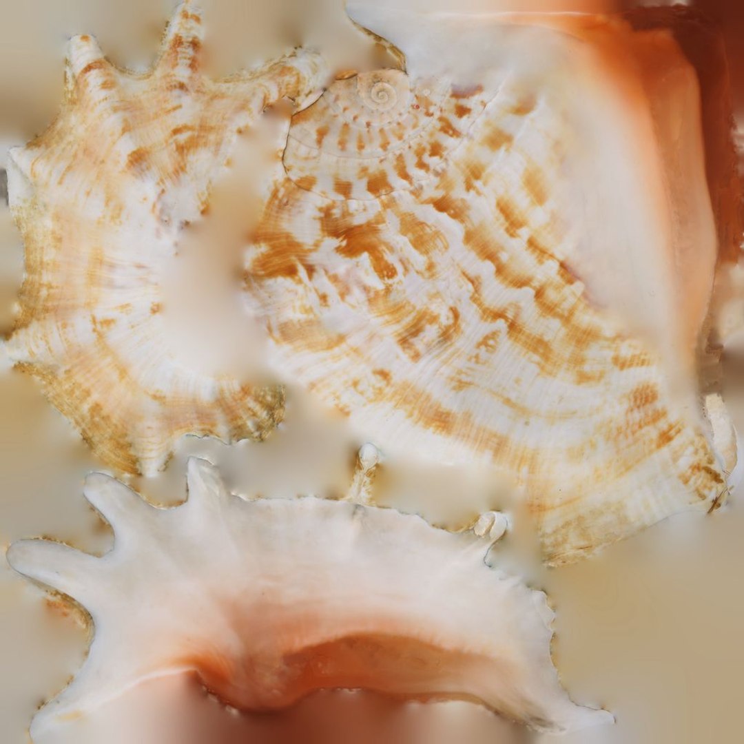 3D Seashell Lambis Spider - TurboSquid 1279449
