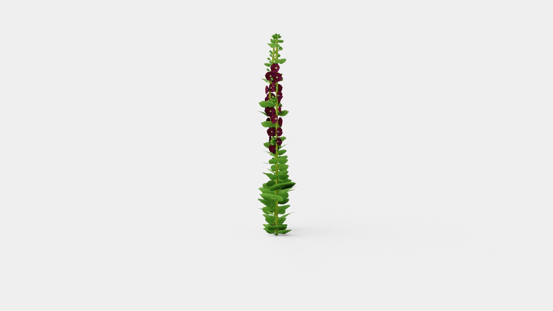 Alcea Rosea Nigra Stokkrose Model - TurboSquid 2249142