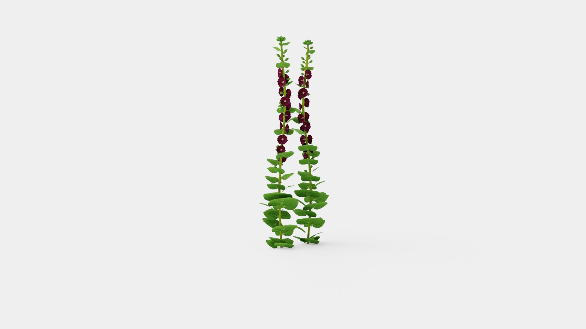 Alcea Rosea Nigra Stokkrose Model - TurboSquid 2249142