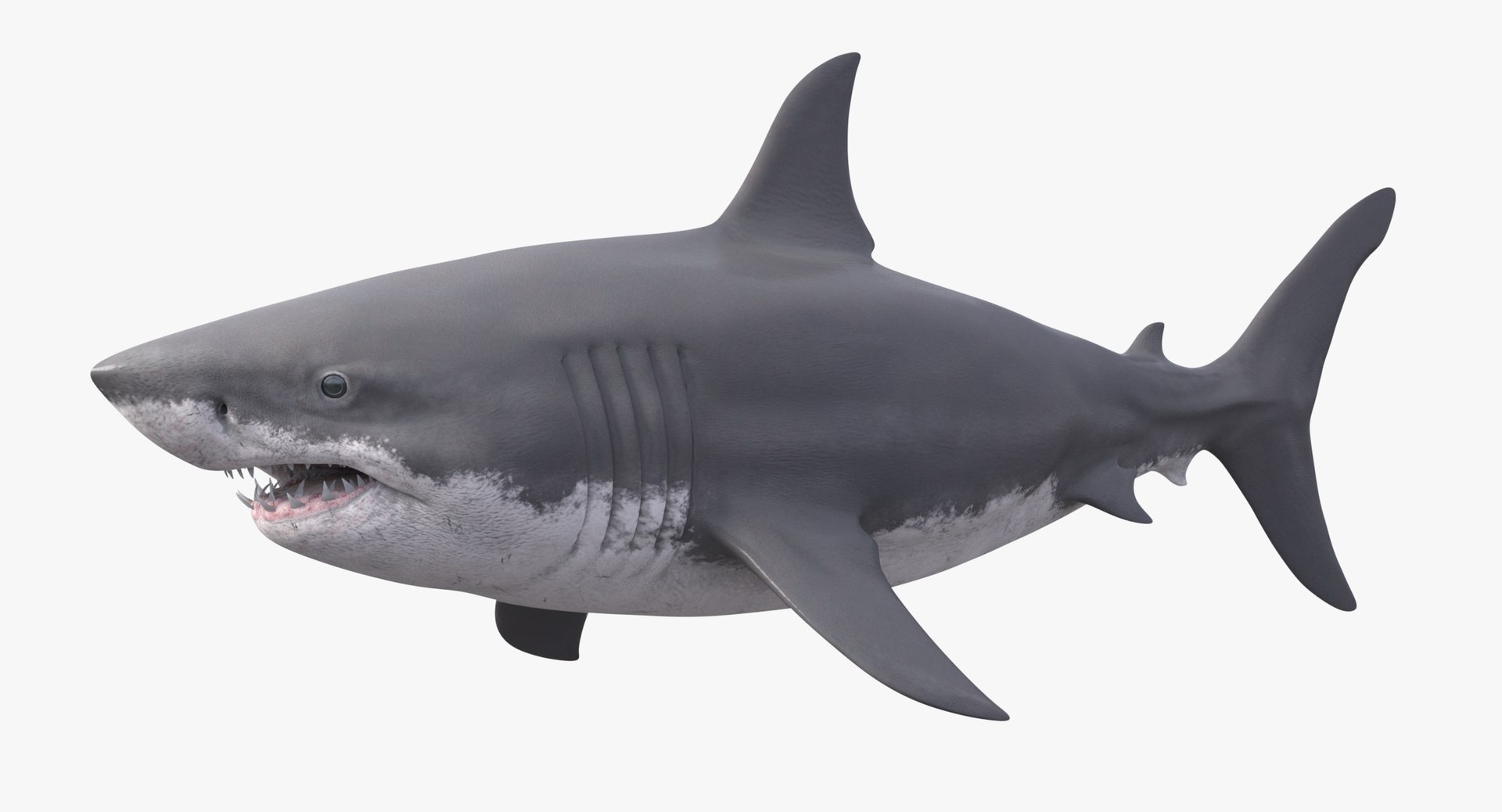 Shark Animations 3D - TurboSquid 1420152