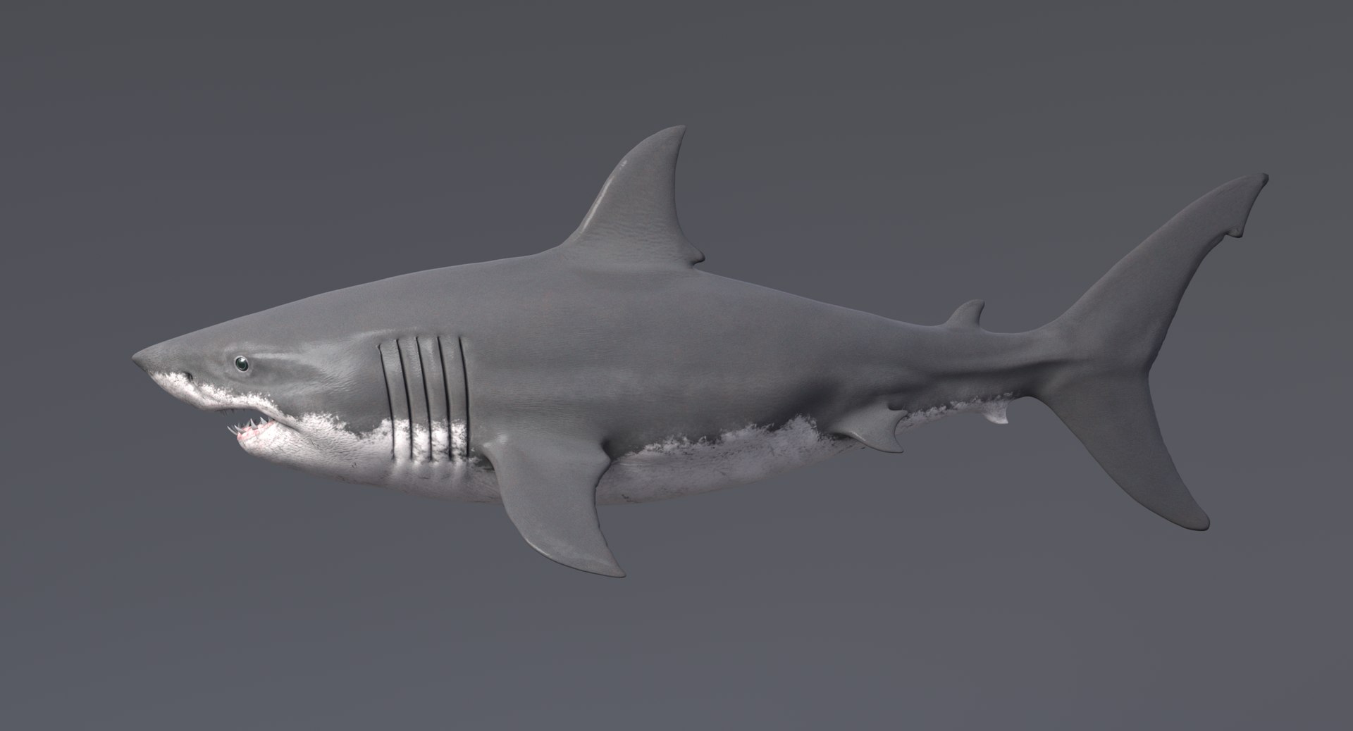 Shark Animations 3D - TurboSquid 1420152
