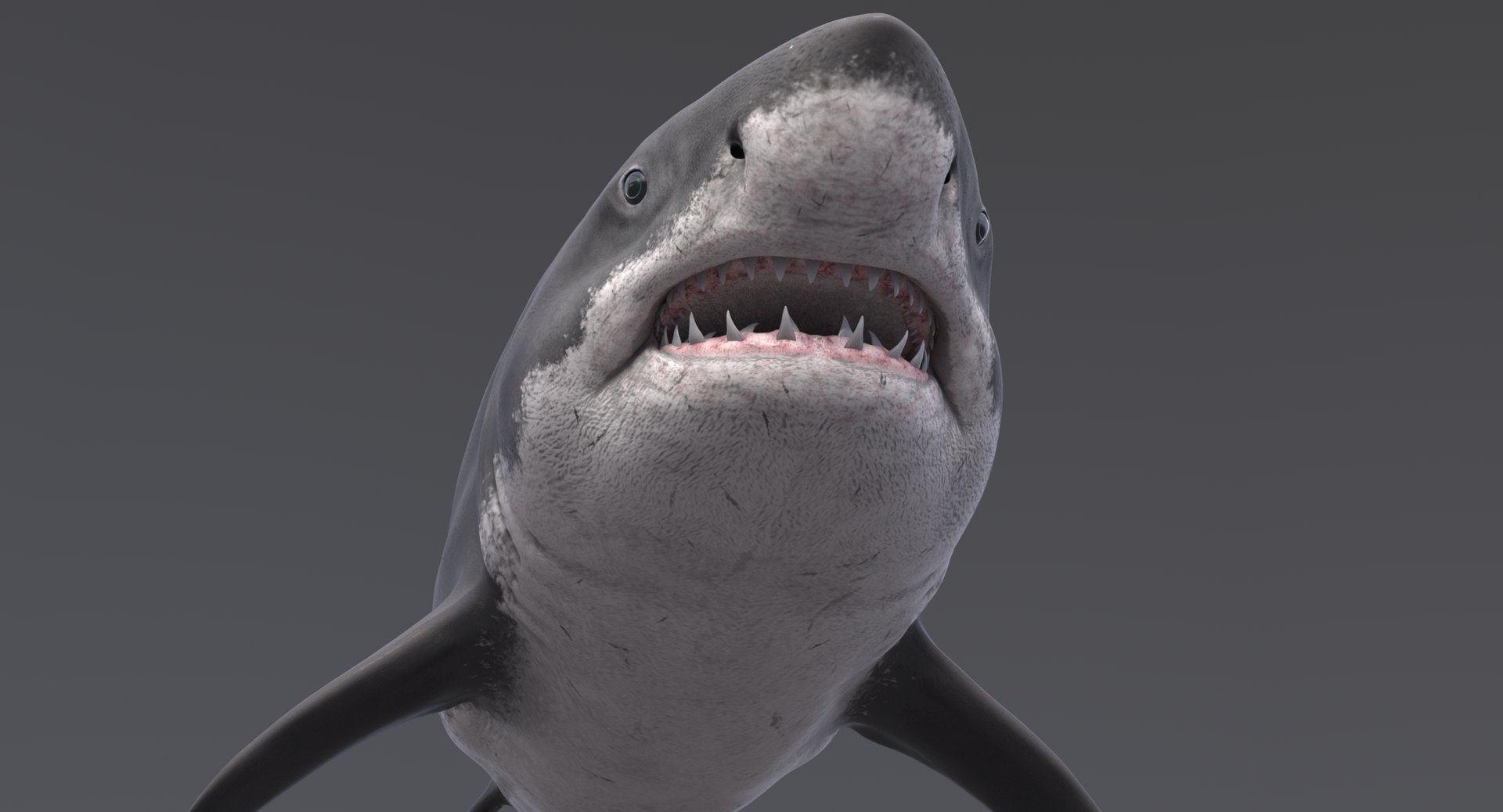 Shark Animations 3D - TurboSquid 1420152