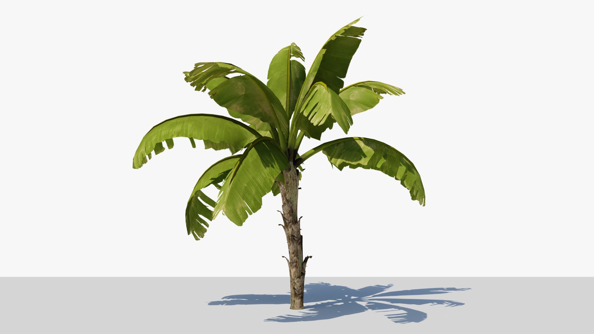 3D Banana Plant Tree Model - TurboSquid 2033185