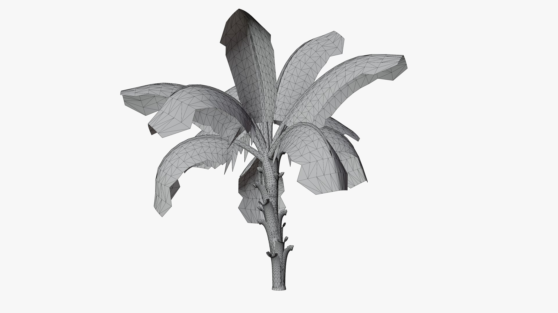 3D Banana Plant Tree Model - TurboSquid 2033185