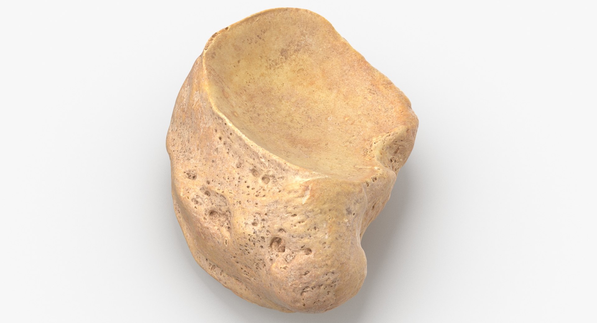 3D Navicular Bone - TurboSquid 1501748