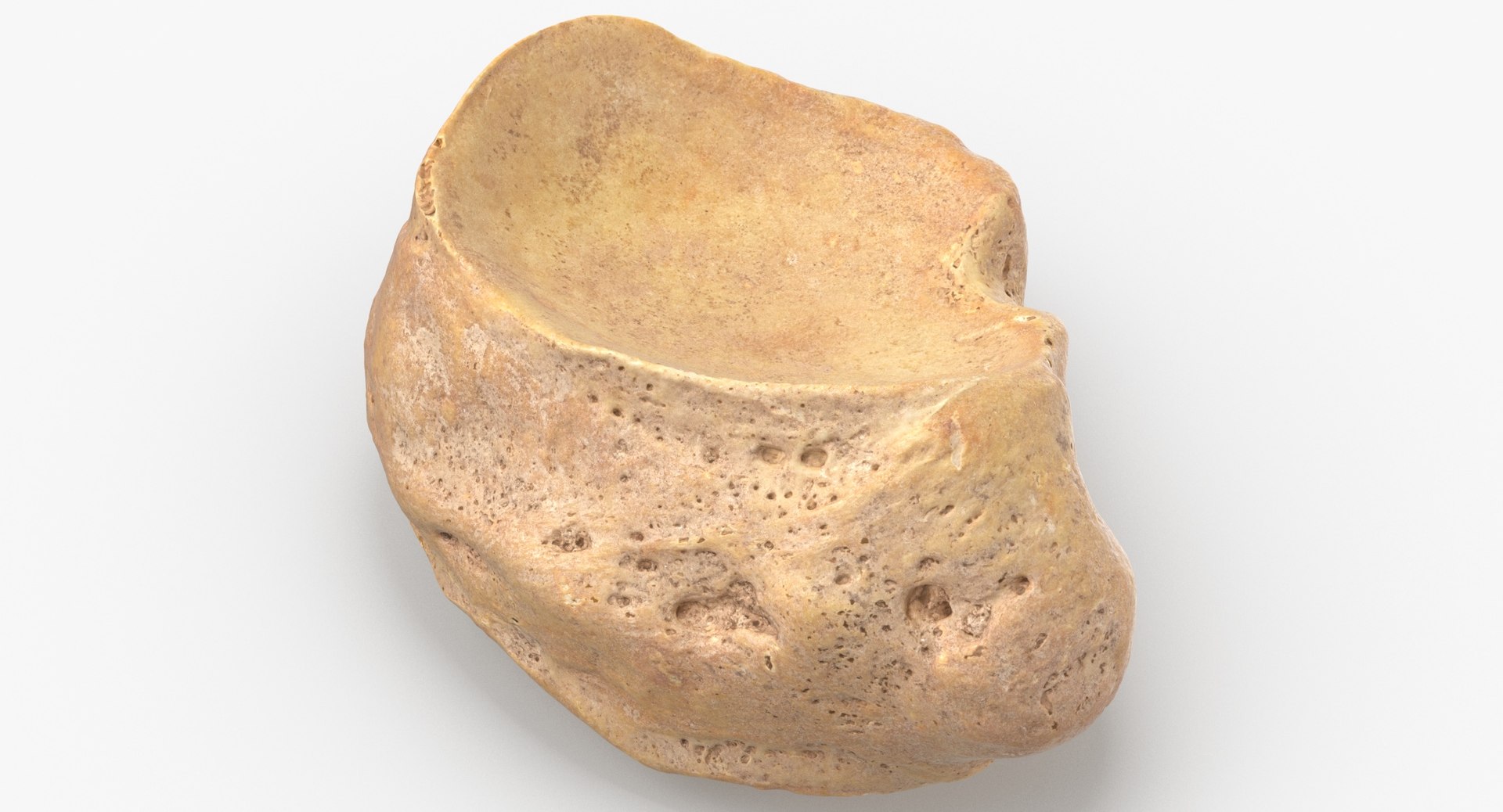3D Navicular Bone - TurboSquid 1501748