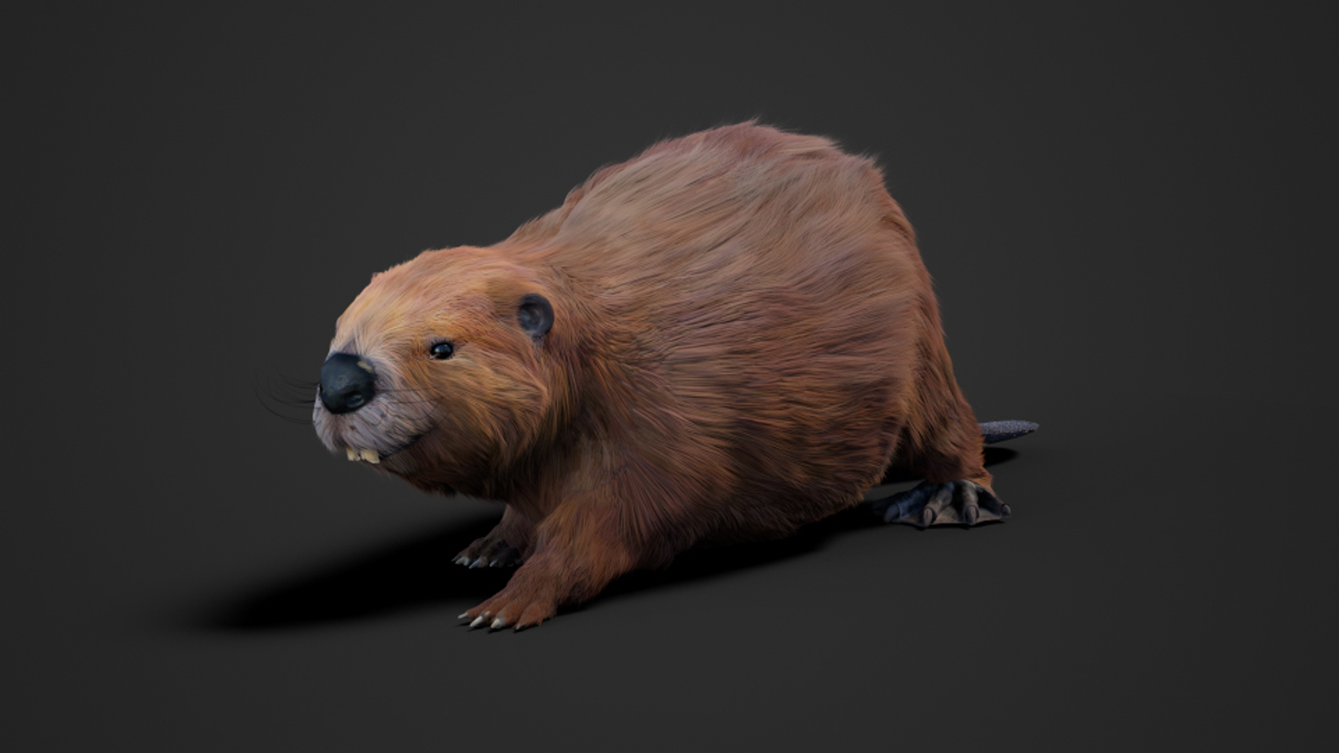 Obj Realistic Beaver