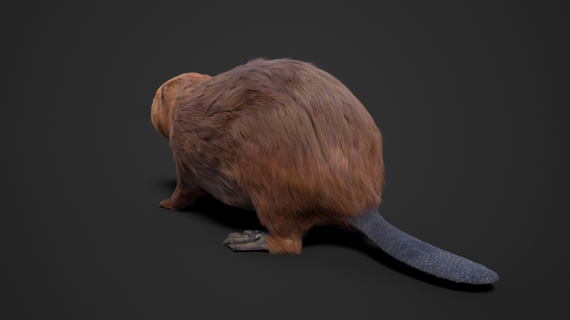Obj Realistic Beaver