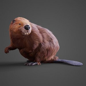 3D Beaver Models - Browse & Download Formats - TurboSquid