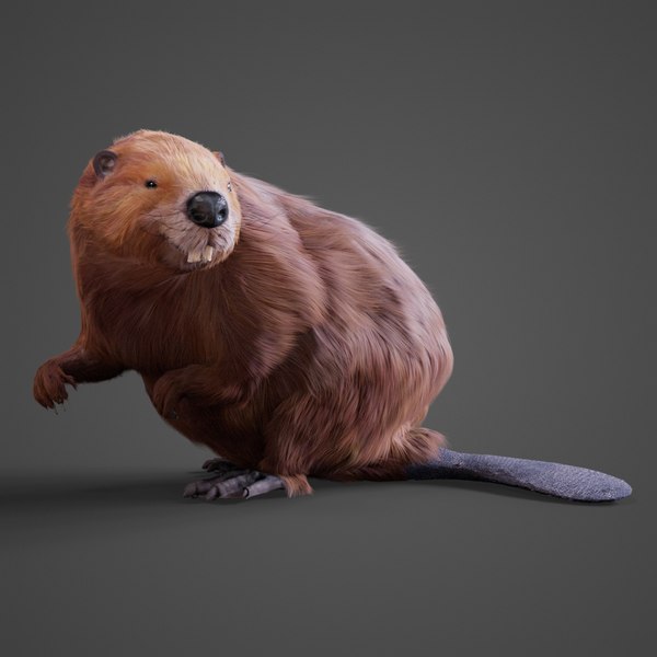 Beaver 3D Models for Download | TurboSquid