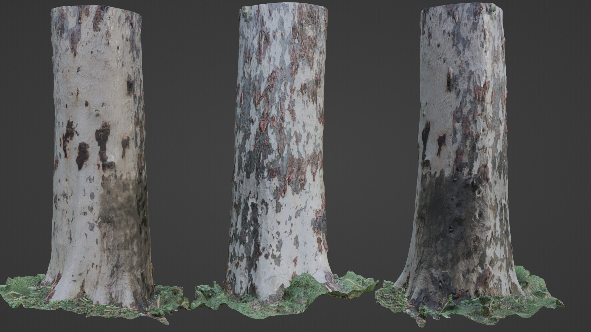 3D Birch Tree - TurboSquid 2329370