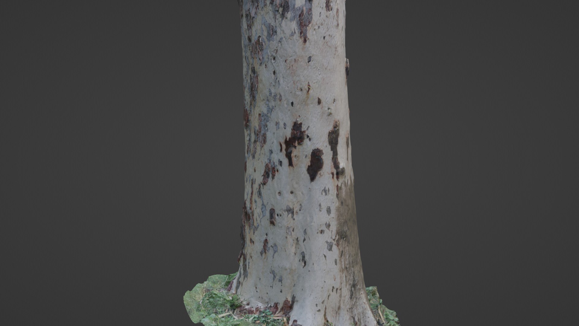 3D Birch Tree - TurboSquid 2329370