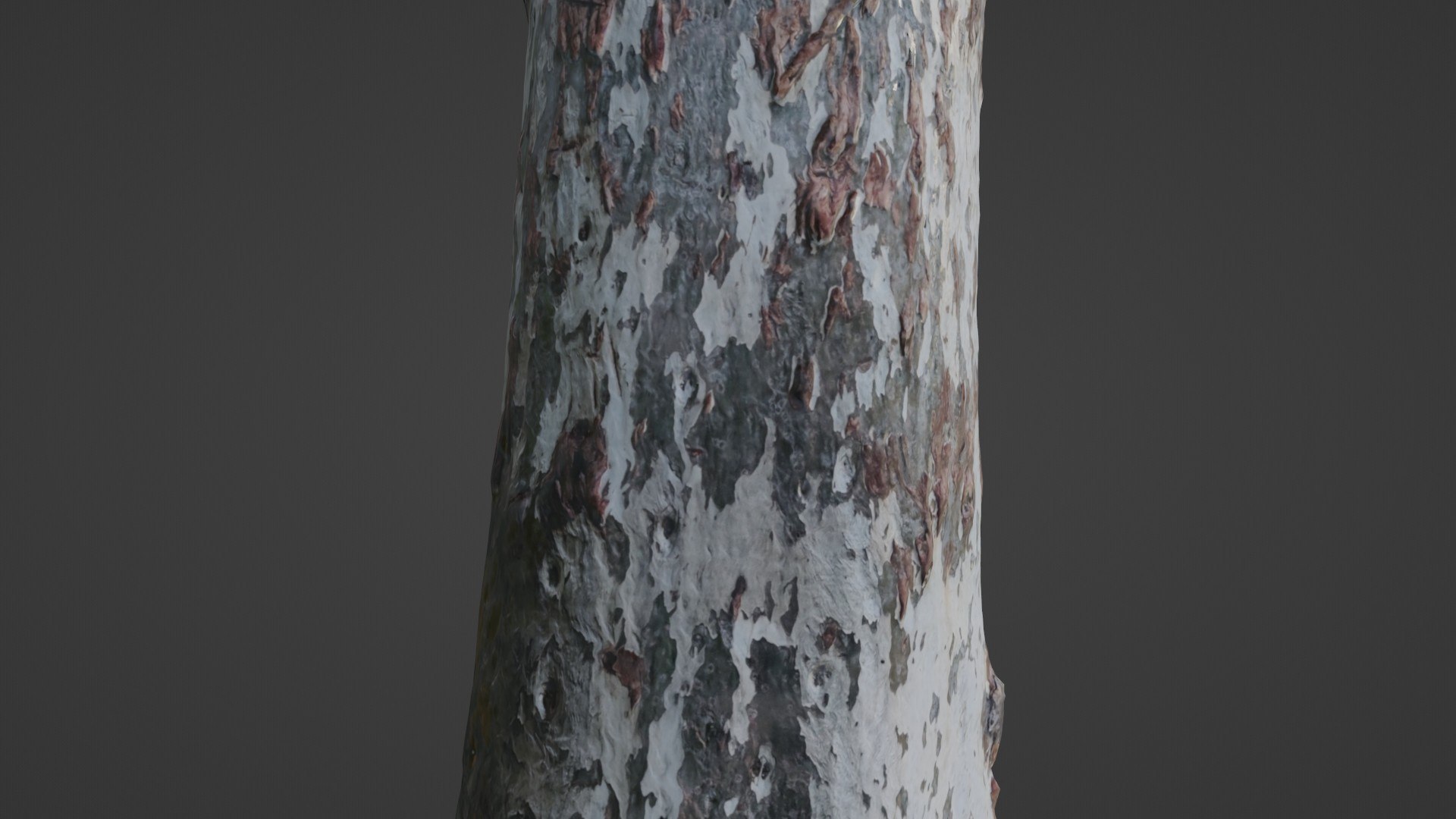 3D Birch Tree - TurboSquid 2329370