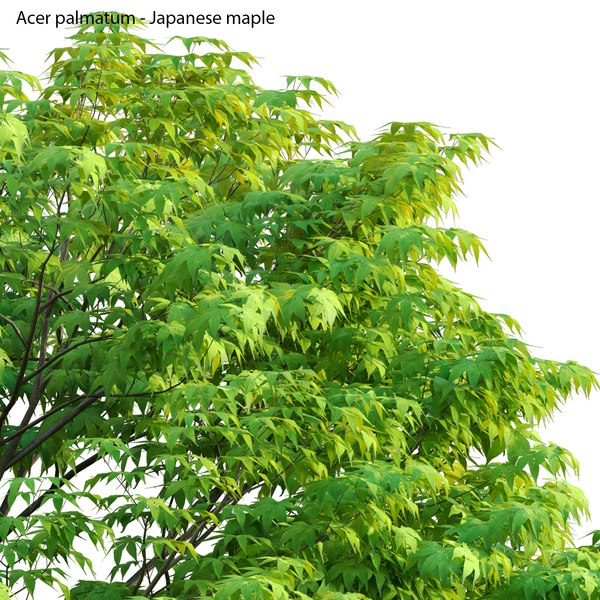 modelo 3d Acer palmatum - arce japonés 05 - TurboSquid 1951983