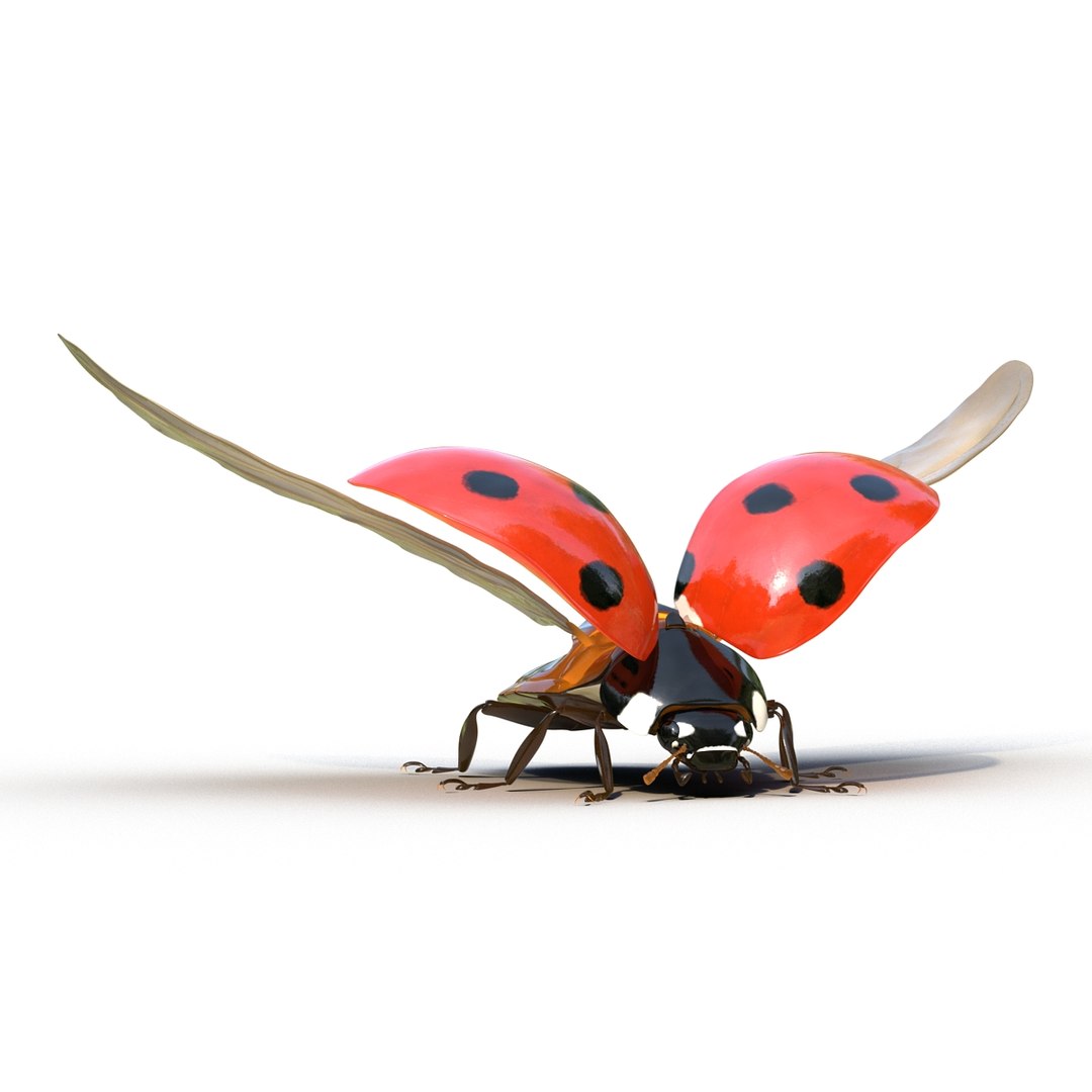 3D model flying ladybug rigged - TurboSquid 1494722