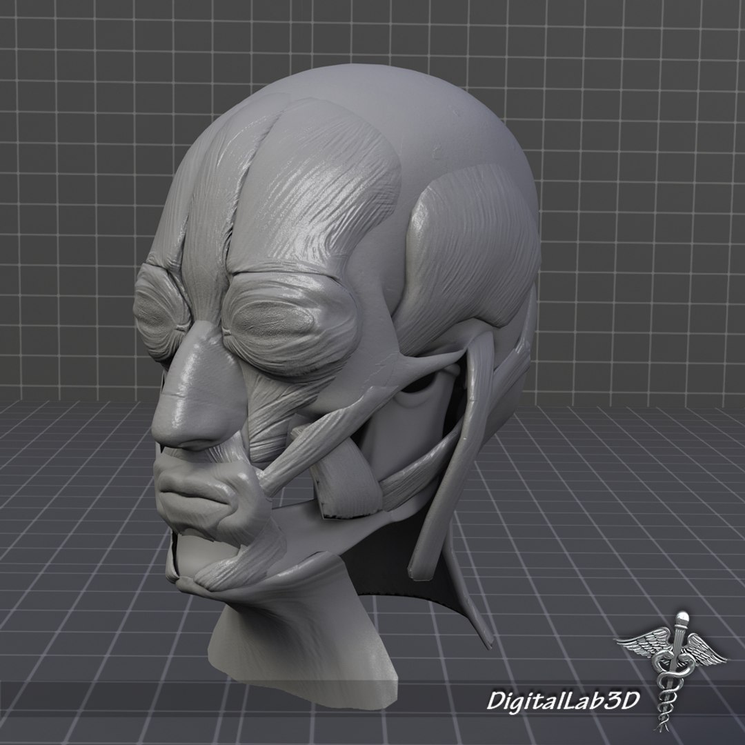 Human Facial Muscle Structure Max