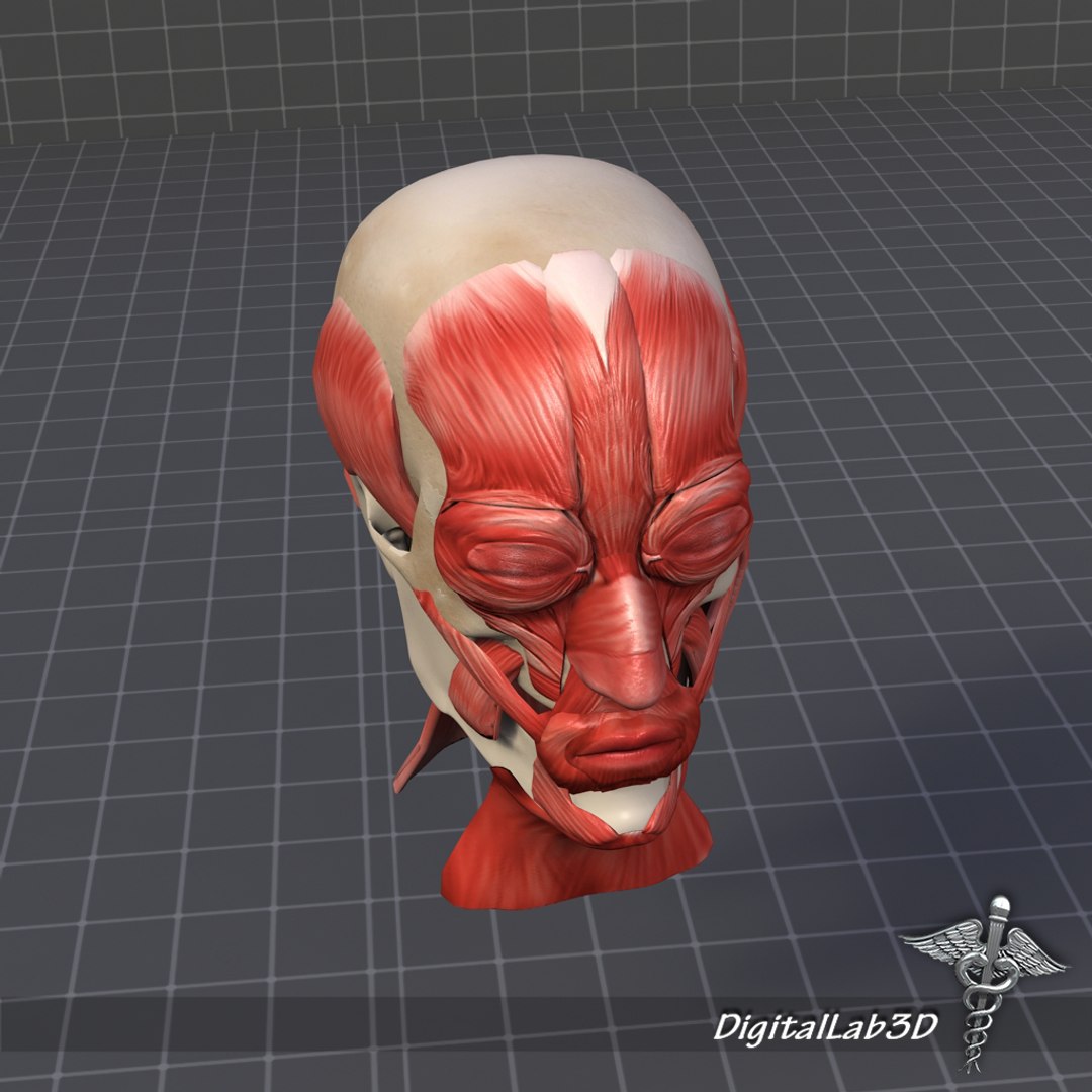 Human Facial Muscle Structure Max