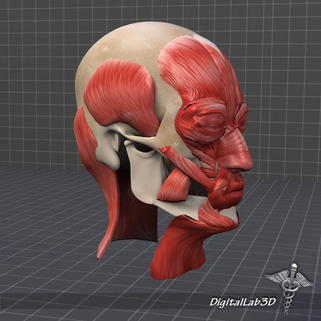 Human Facial Muscle Structure Max