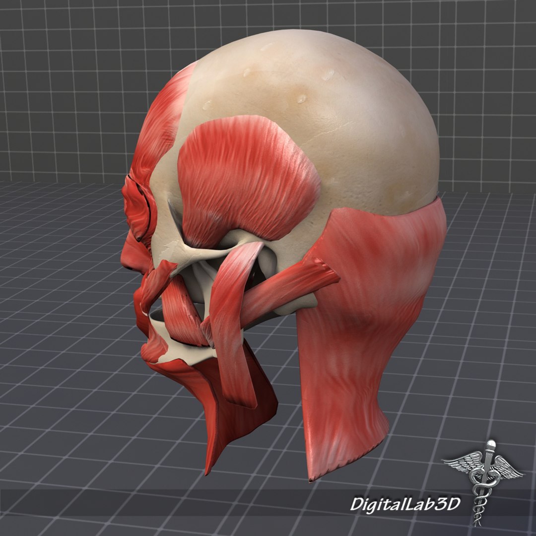 Human Facial Muscle Structure Max