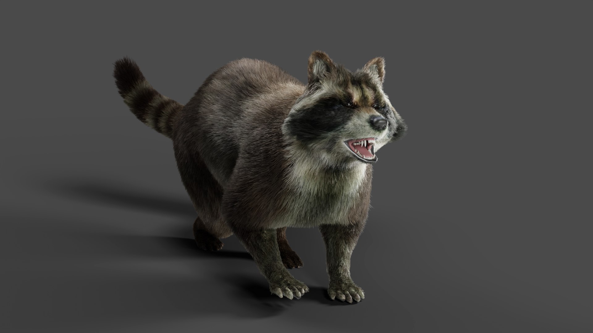 3D Fur Raccoon Rigged In Blender Model - TurboSquid 2008738
