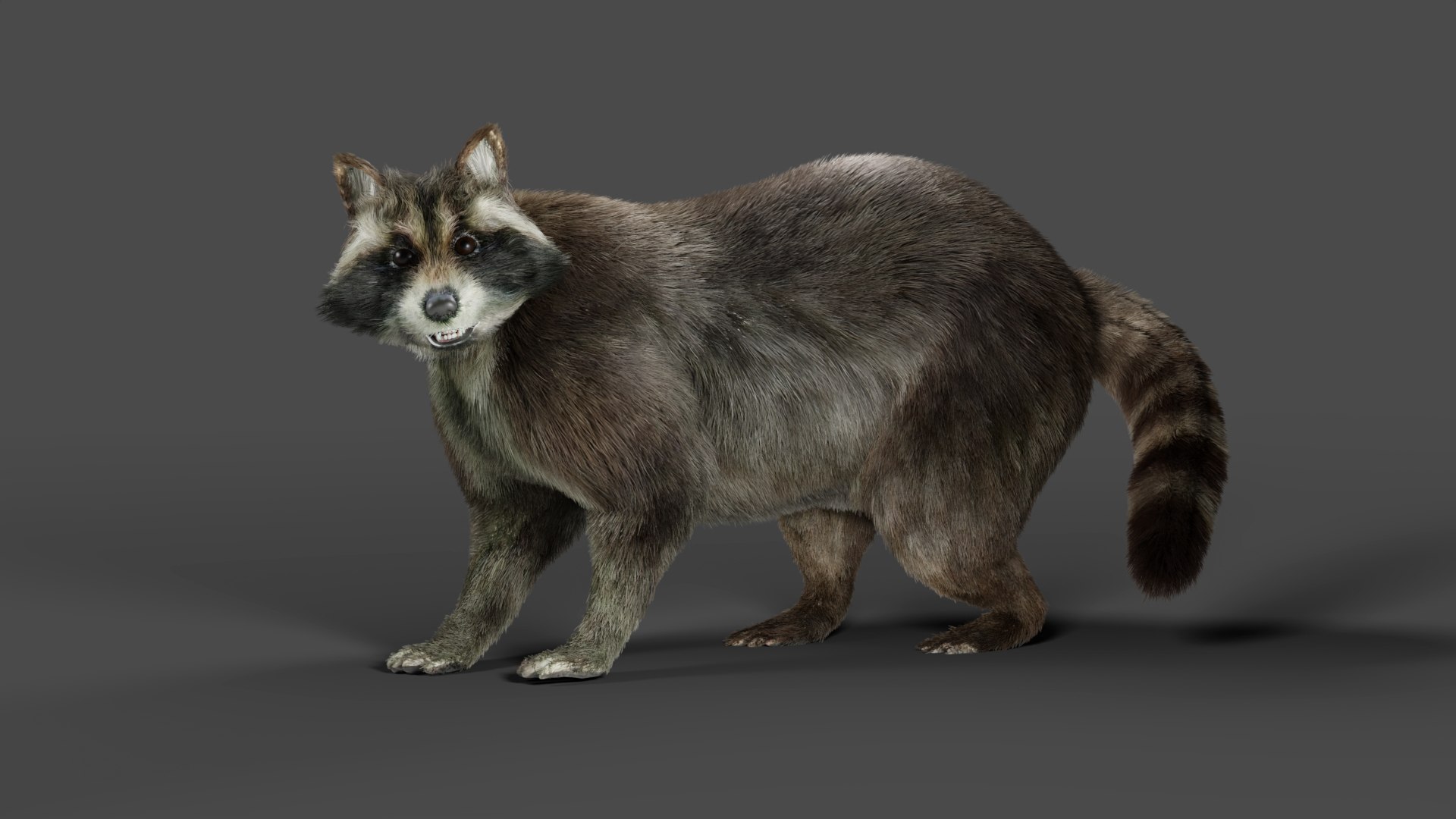 3D Fur Raccoon Rigged In Blender Model - TurboSquid 2008738