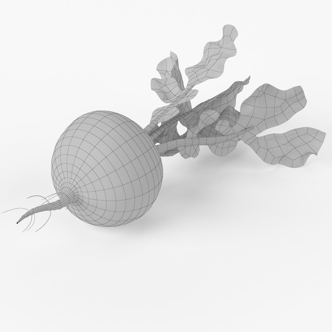 3d Model Realistic Turnip Real