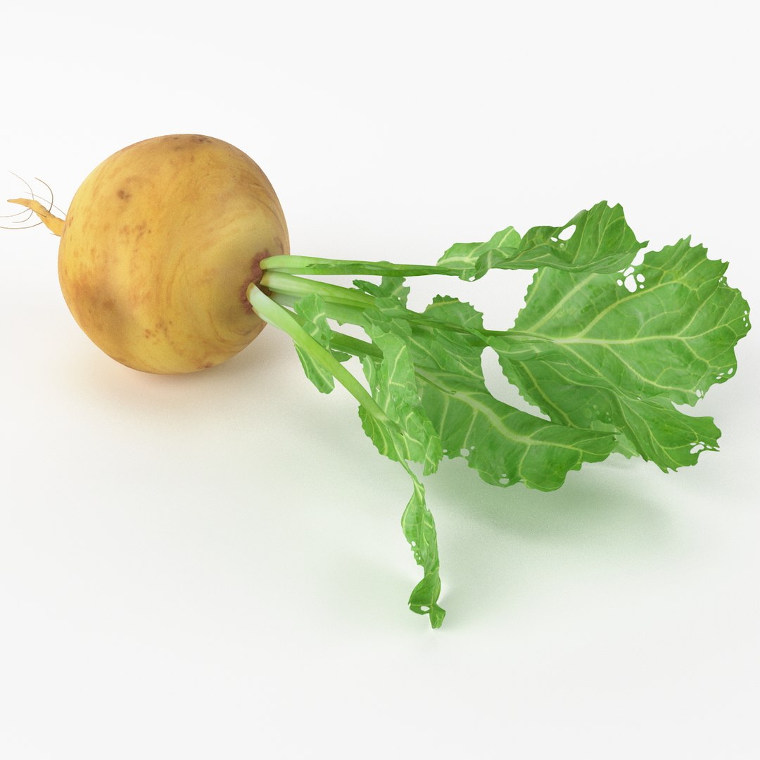 3d Model Realistic Turnip Real