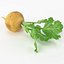 3d Model Realistic Turnip Real