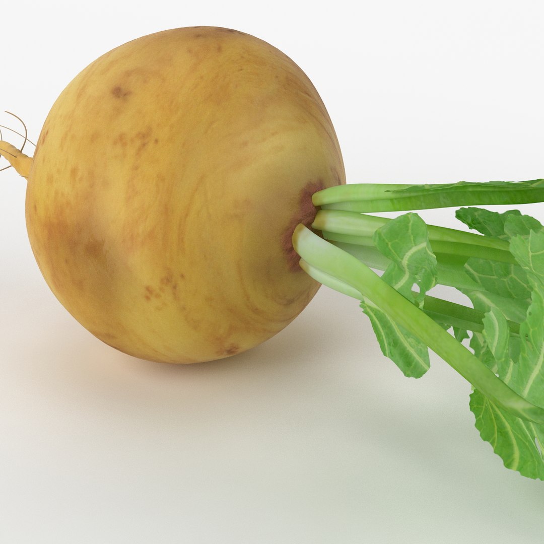 3d Model Realistic Turnip Real