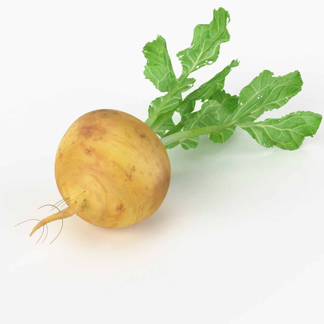 3d Model Realistic Turnip Real
