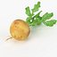 3d Model Realistic Turnip Real